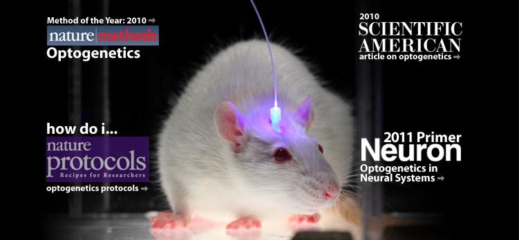 Light science: optogenetics – Science Calling!